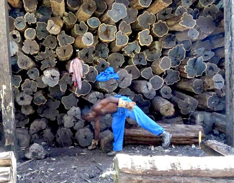 Conservation Status – African Blackwood Conservation Project