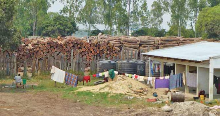 Conservation Status – African Blackwood Conservation Project