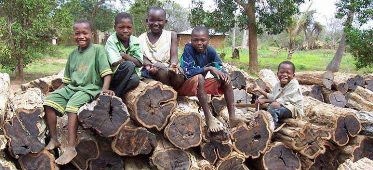 Conservation Status – African Blackwood Conservation Project