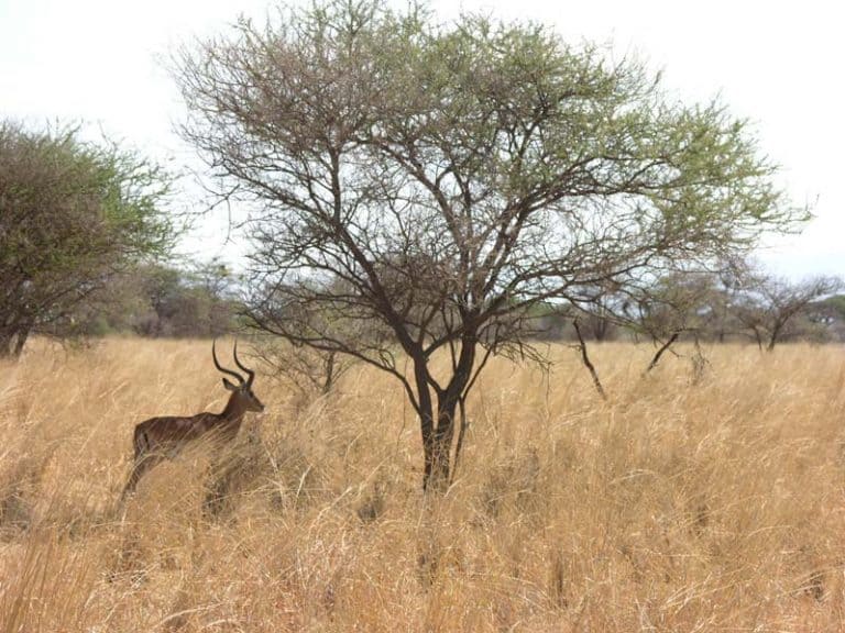 The Tree – African Blackwood Conservation Project