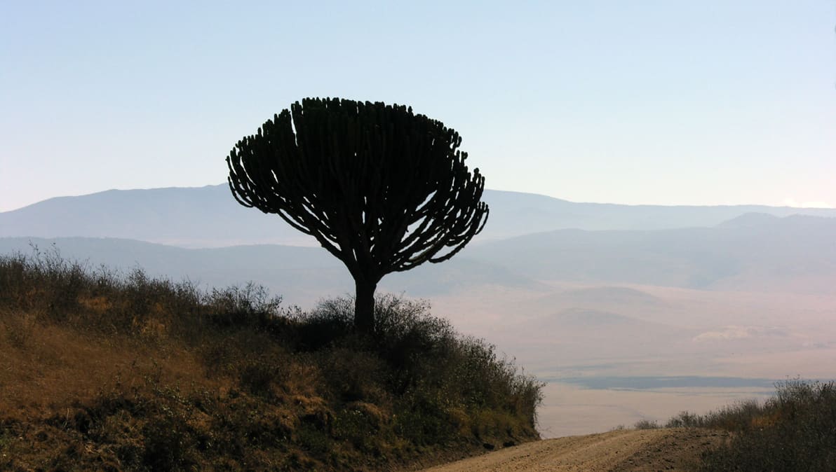 Arbor Day Award – African Blackwood Conservation Project