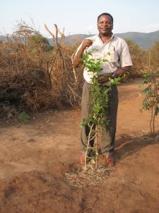 The Tree – African Blackwood Conservation Project