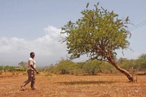 The Tree – African Blackwood Conservation Project